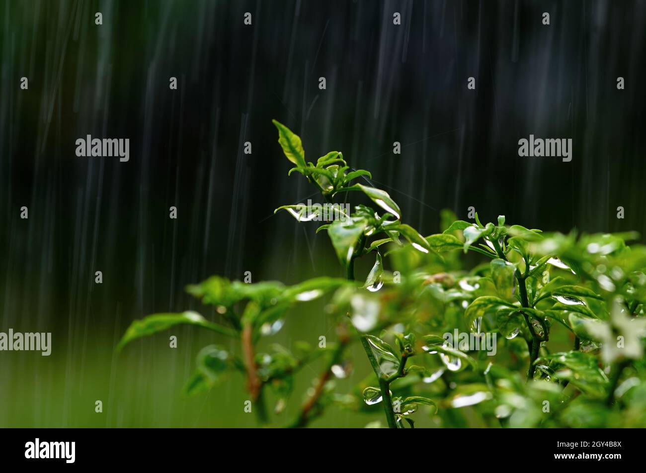 Rainy environment hi-res stock photography and images - Alamy