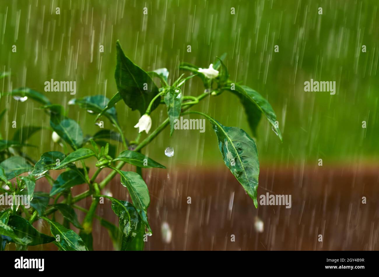 Rainy environment hi-res stock photography and images - Alamy