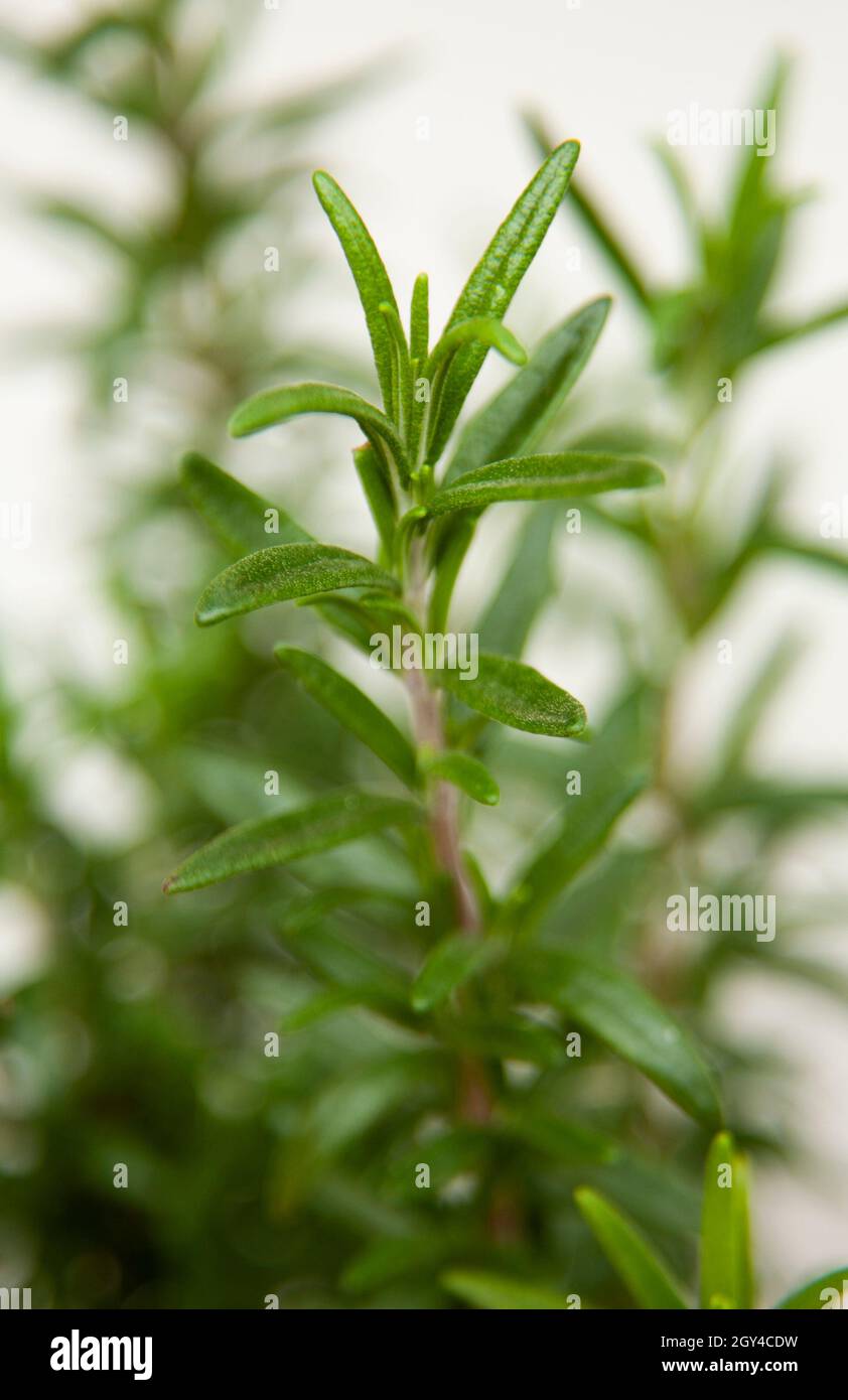 Fragrant qualities hi-res stock photography and images - Alamy