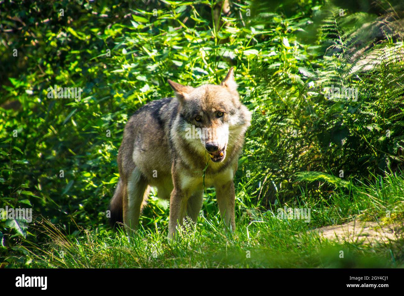 Selective of a wolf in a forest Stock Photo - Alamy