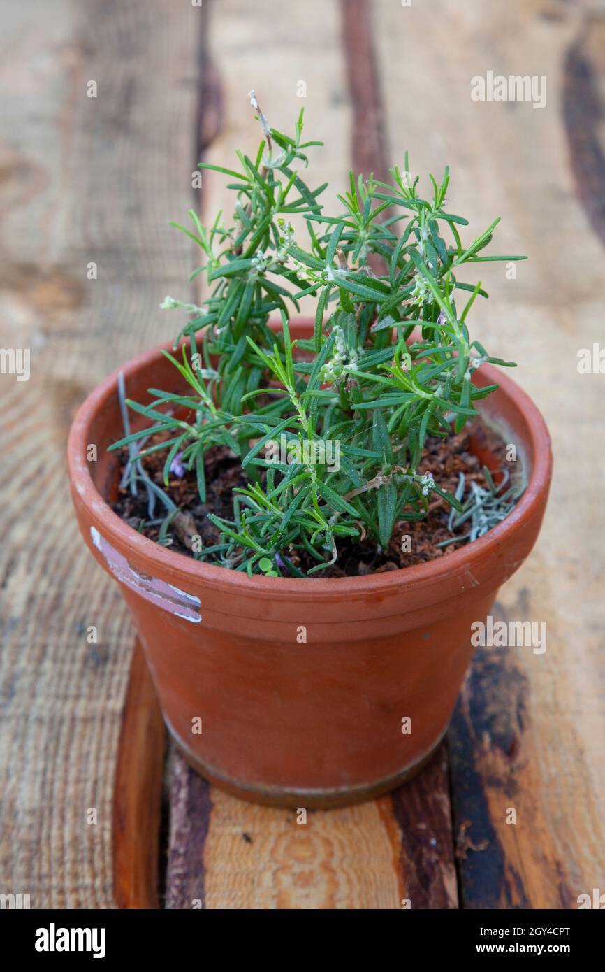 Rosemary pot outdoors hi-res stock photography and images - Alamy