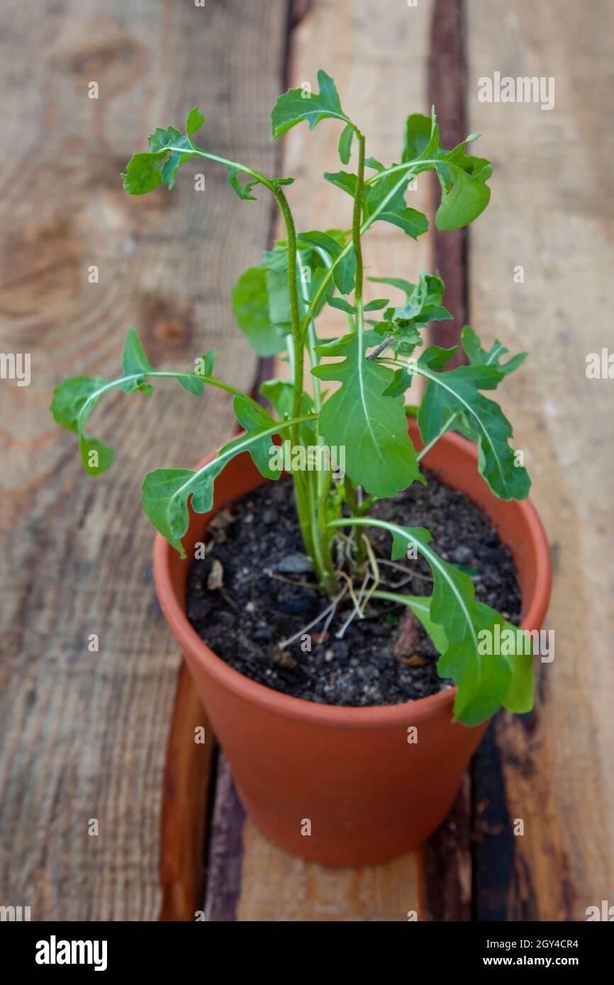 A rocket plant, ready for harvest in a terra cotta pot on a wood ...