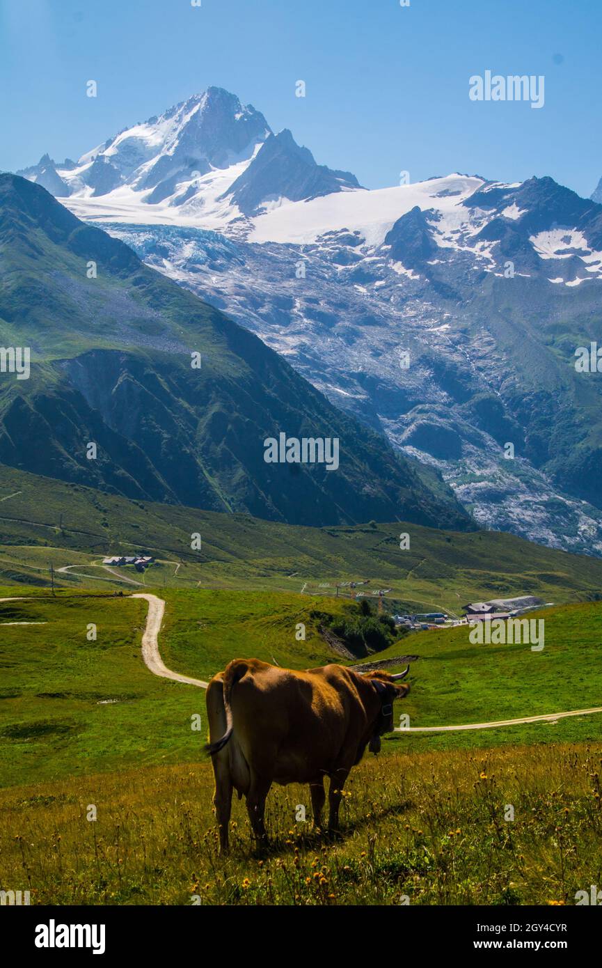 Haute savoie cows in the meadow hi-res stock photography and images - Alamy