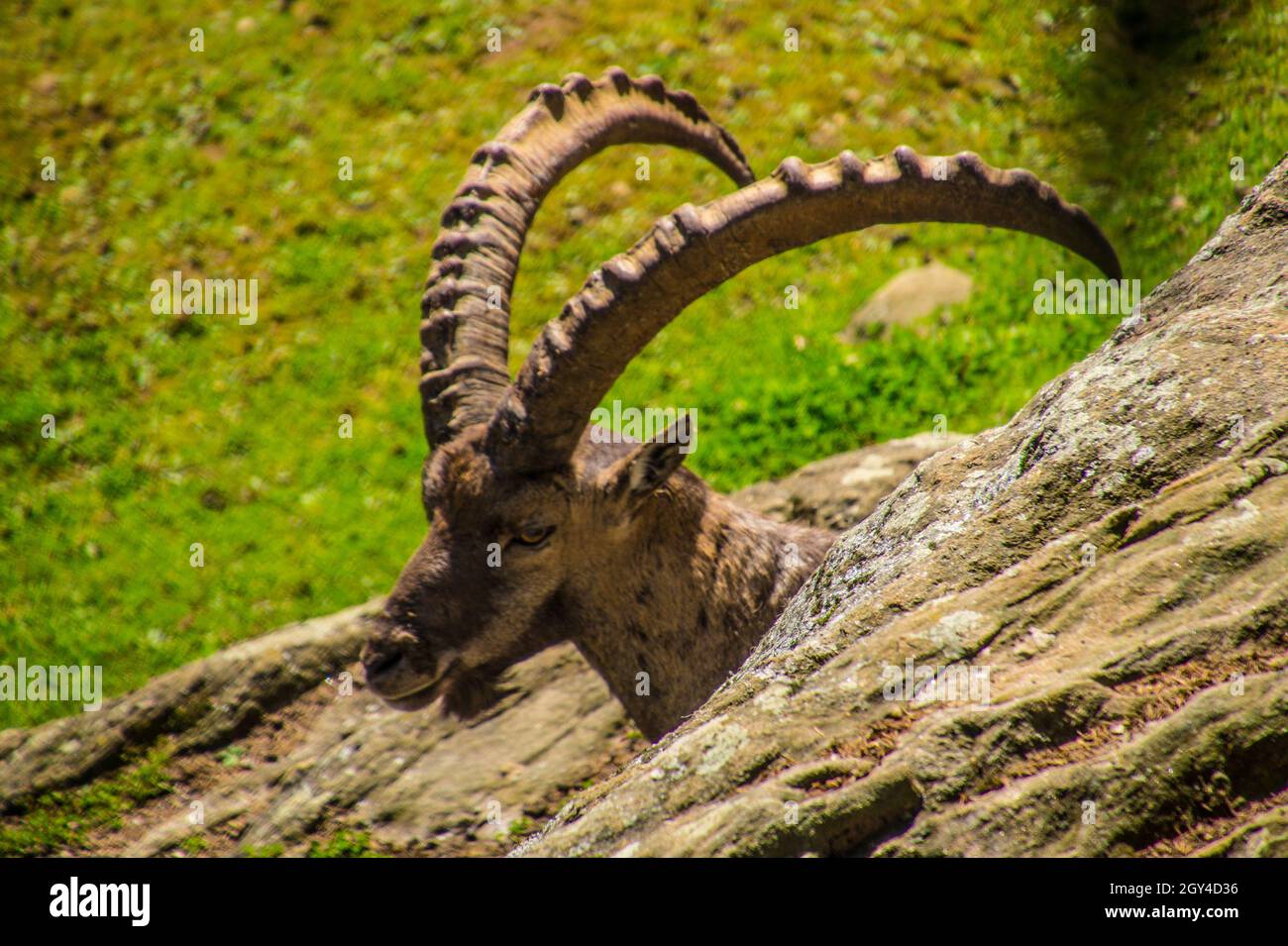 Alpine ibex head (Capra ibex) behind the rock Stock Photo - Alamy