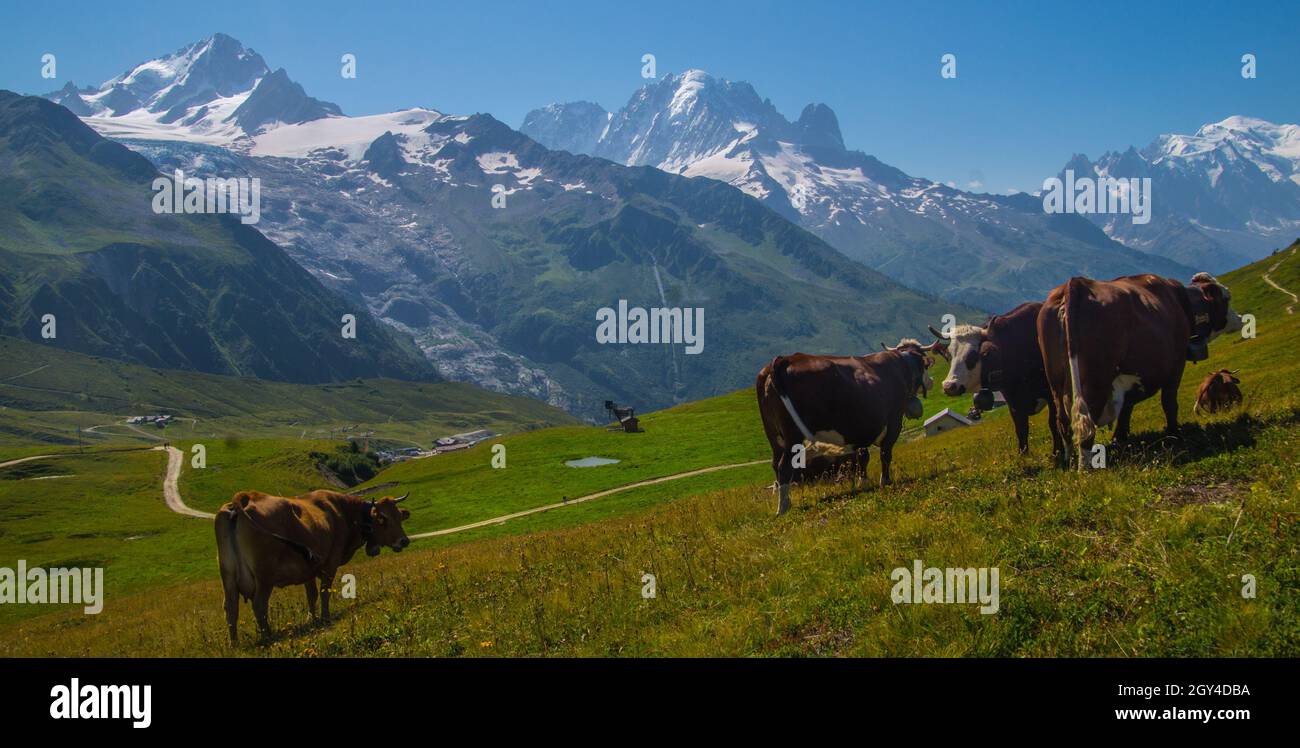 Haute savoie cows in the meadow hi-res stock photography and images - Alamy