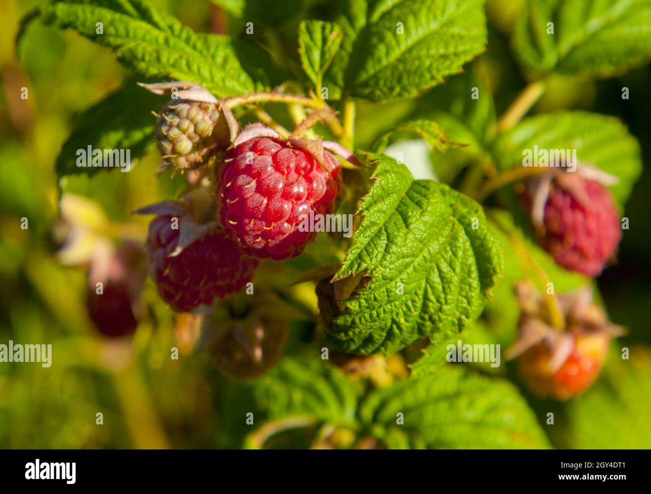 Mulberries ready for harvest on a mulberry tree Stock Photo - Alamy