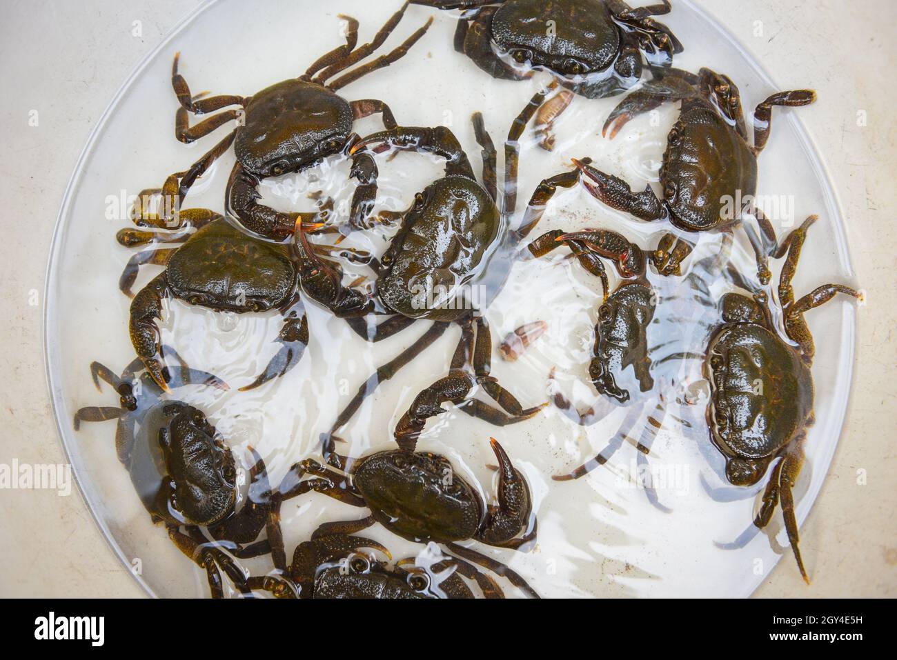Fresh crab rock, wild freshwater crab on water, forest crab or stone ...