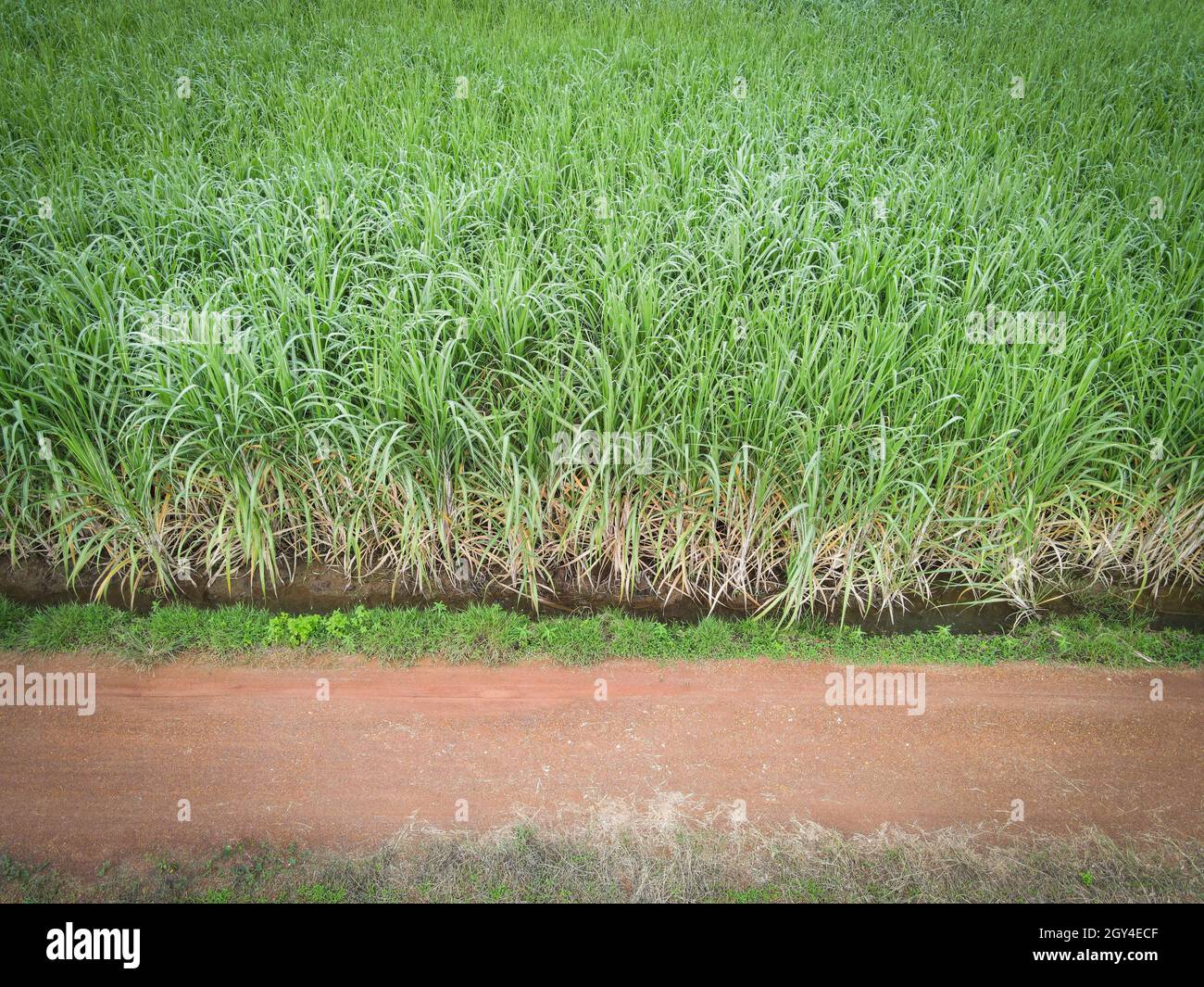 Top view sugar cane field from above with agricultural parcels of green ...