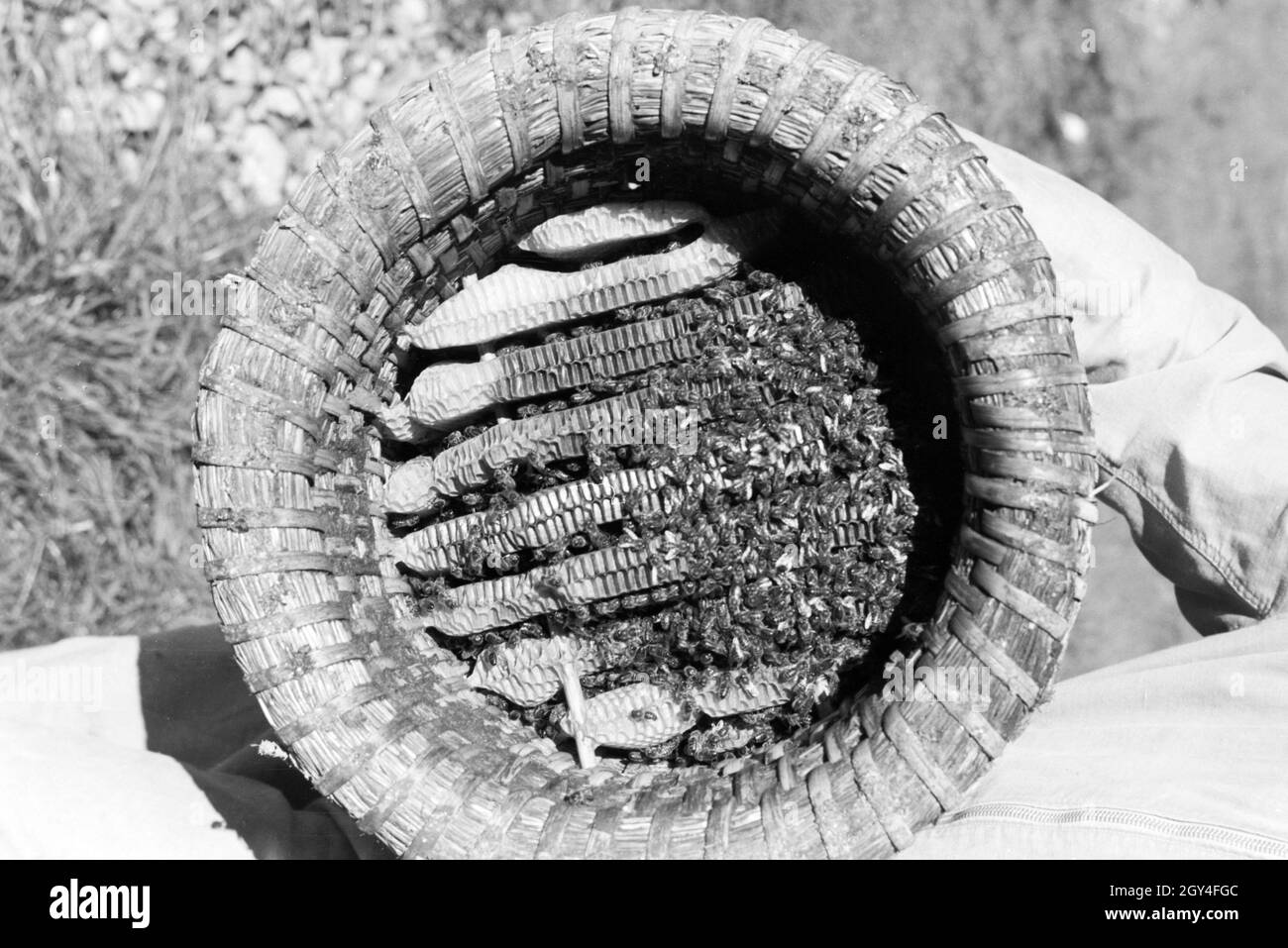 Honey bee population Black and White Stock Photos & Images - Alamy