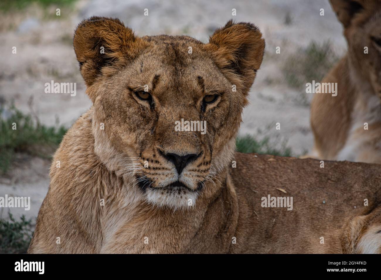 Portrait of a majestic lioness in the wild Stock Photo - Alamy