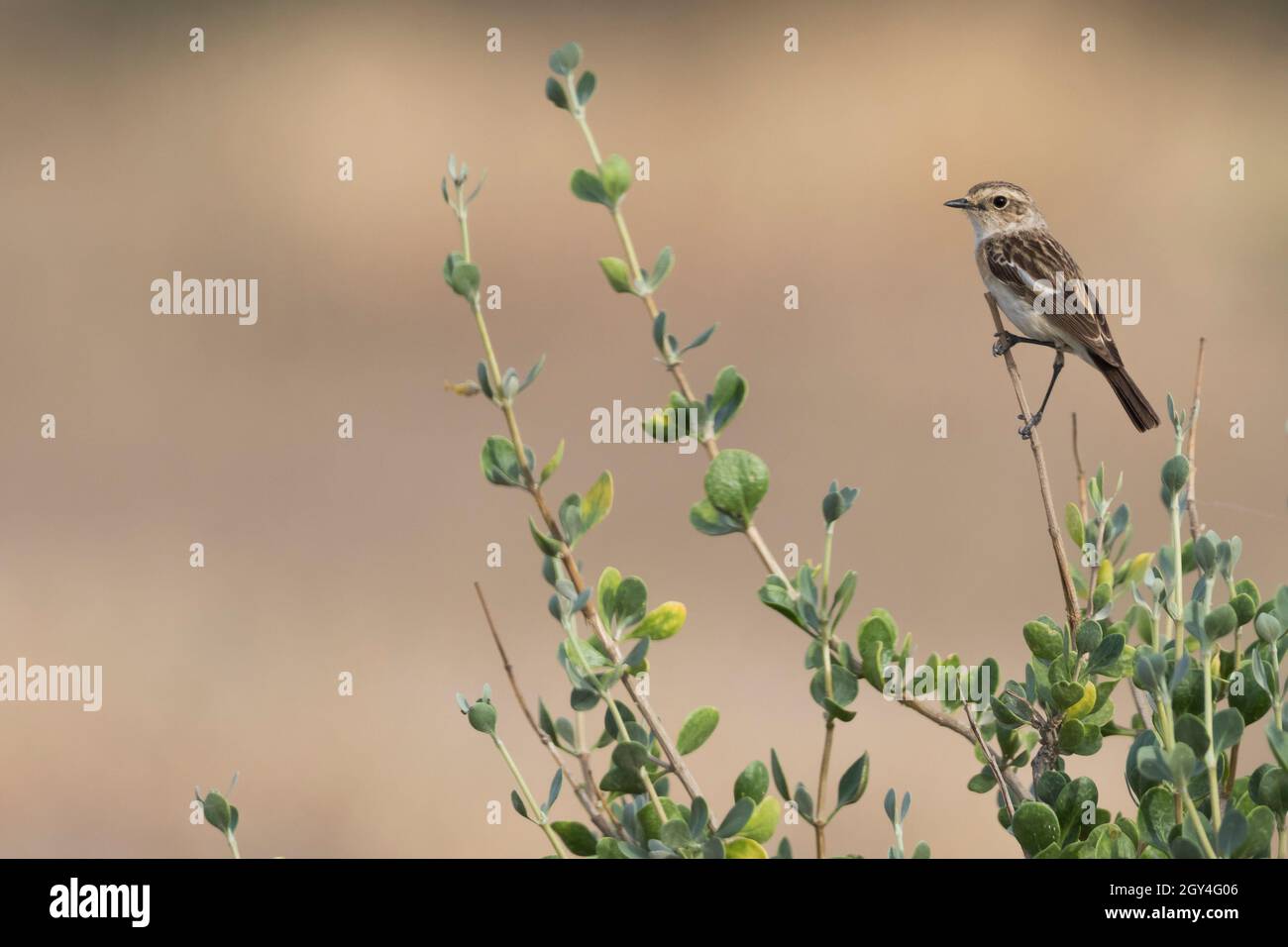 Siberian Stonechat - Pallasschwarzkehlchen - Saxicola maurus ...