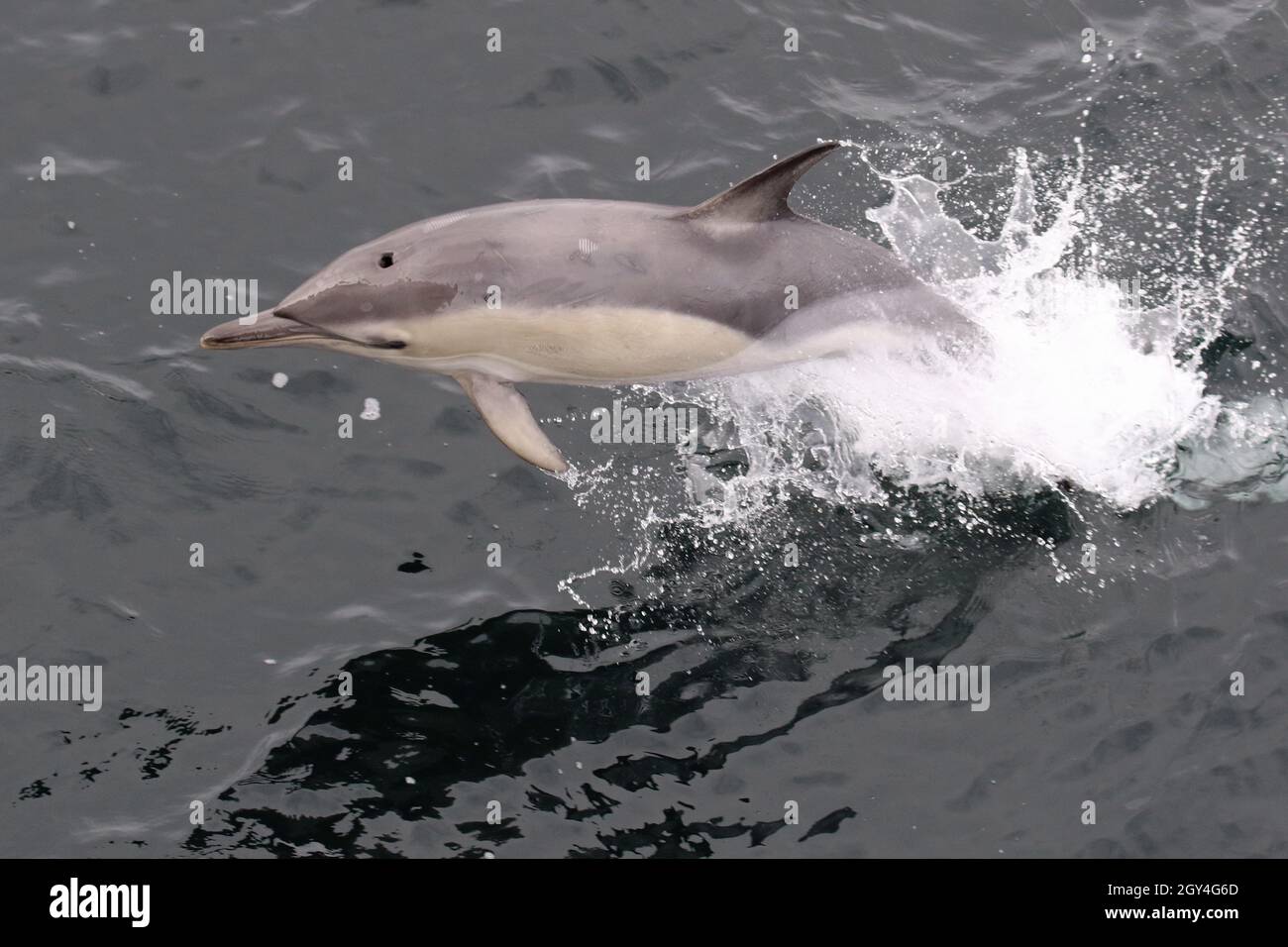 Sequence 12 - Sequence of 7 photos of a Common dolphin leaping in UK ...