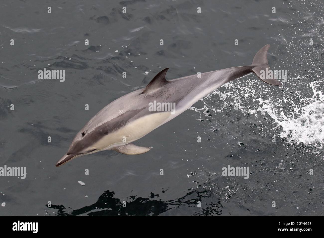Sequence 12 - Sequence of 7 photos of a Common dolphin leaping in UK ...