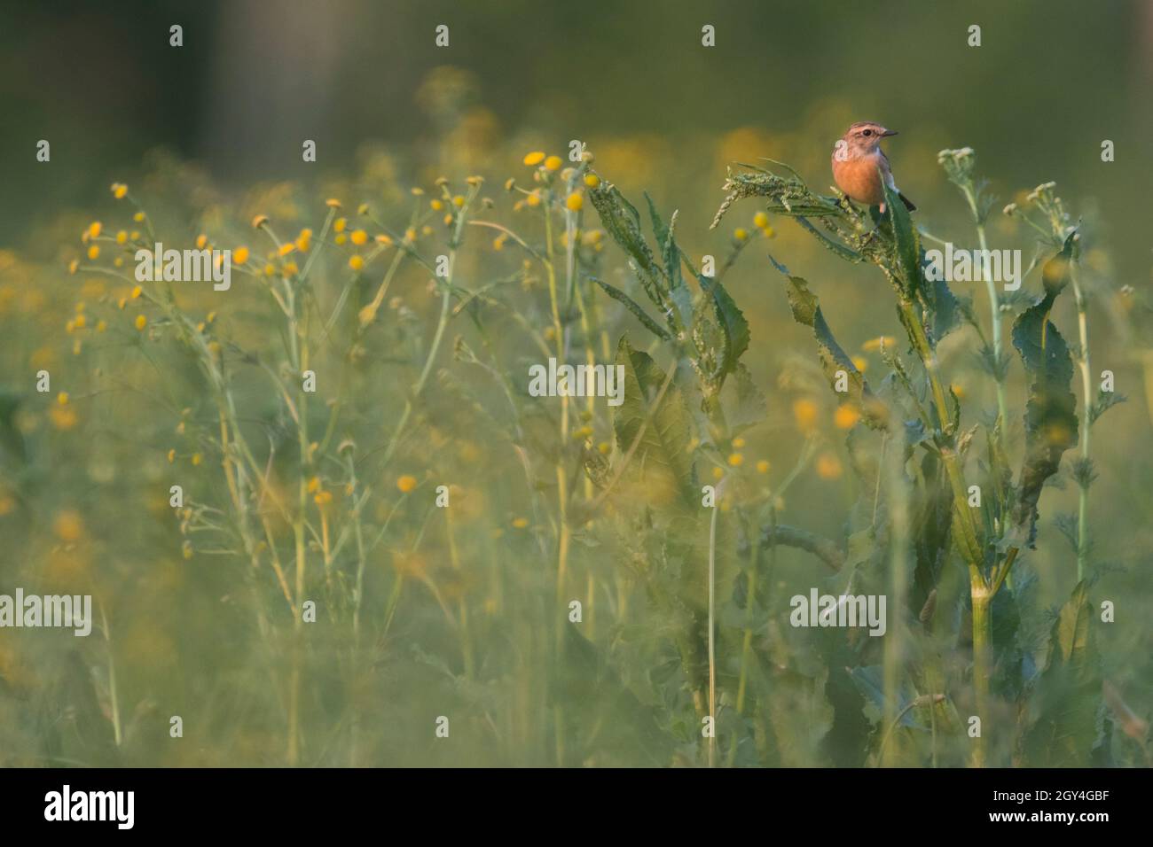 Siberian Stonechat - Pallasschwarzkehlchen - Saxicola maurus ...