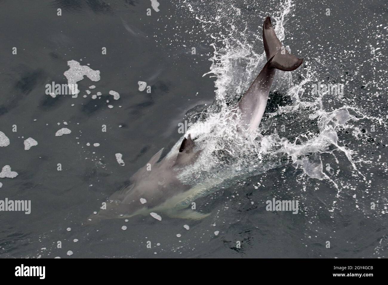 Sequence 12 - Sequence of 7 photos of a Common dolphin leaping in UK ...