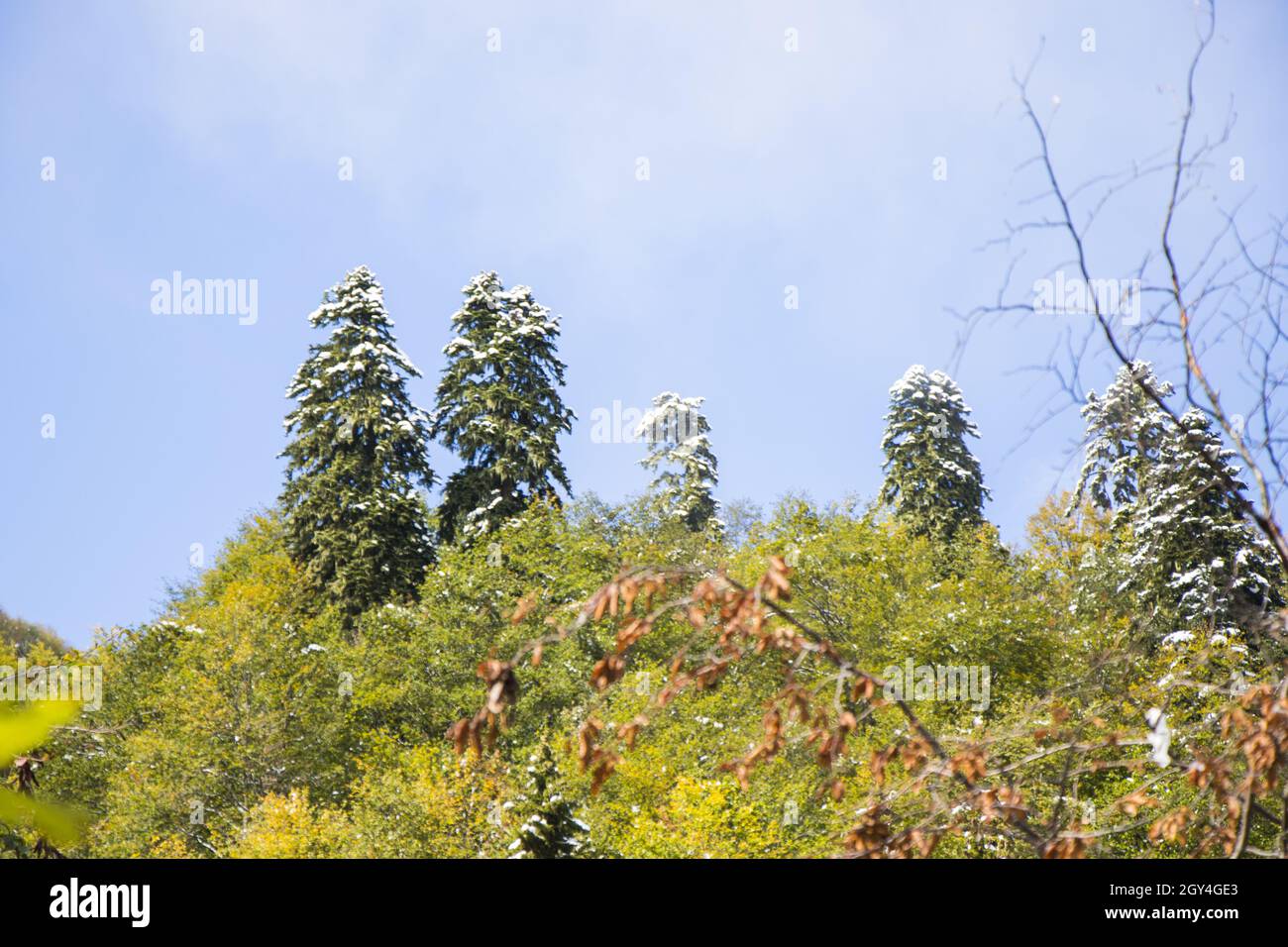 Deep pine forest hi-res stock photography and images - Alamy
