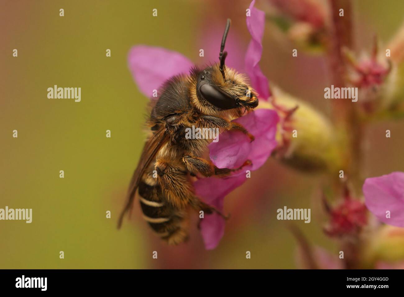 Colorful closeup on a female purple loosestrife bee, Melitta nigricans ...