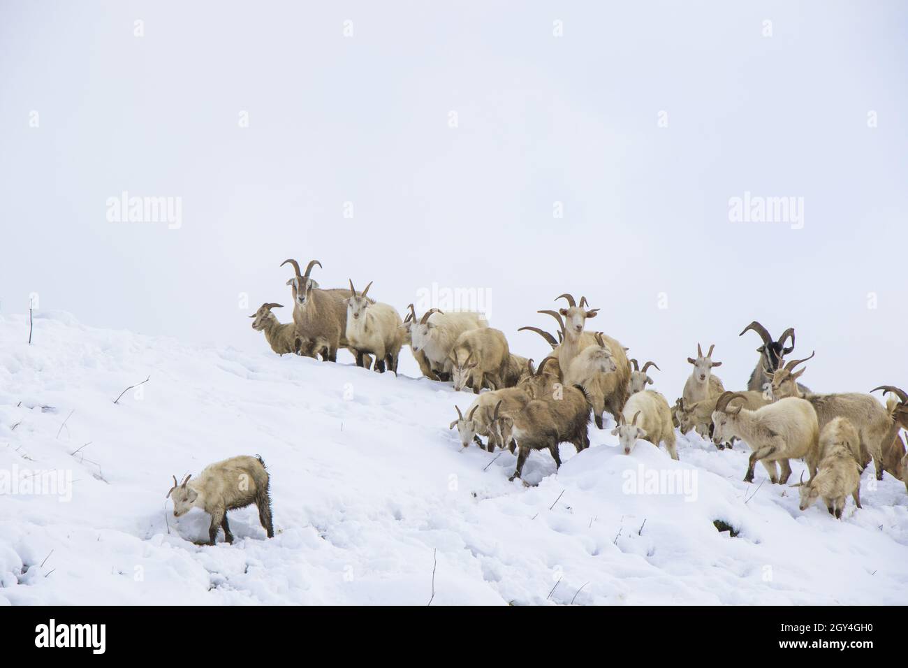Georgia farm goat hi-res stock photography and images - Alamy