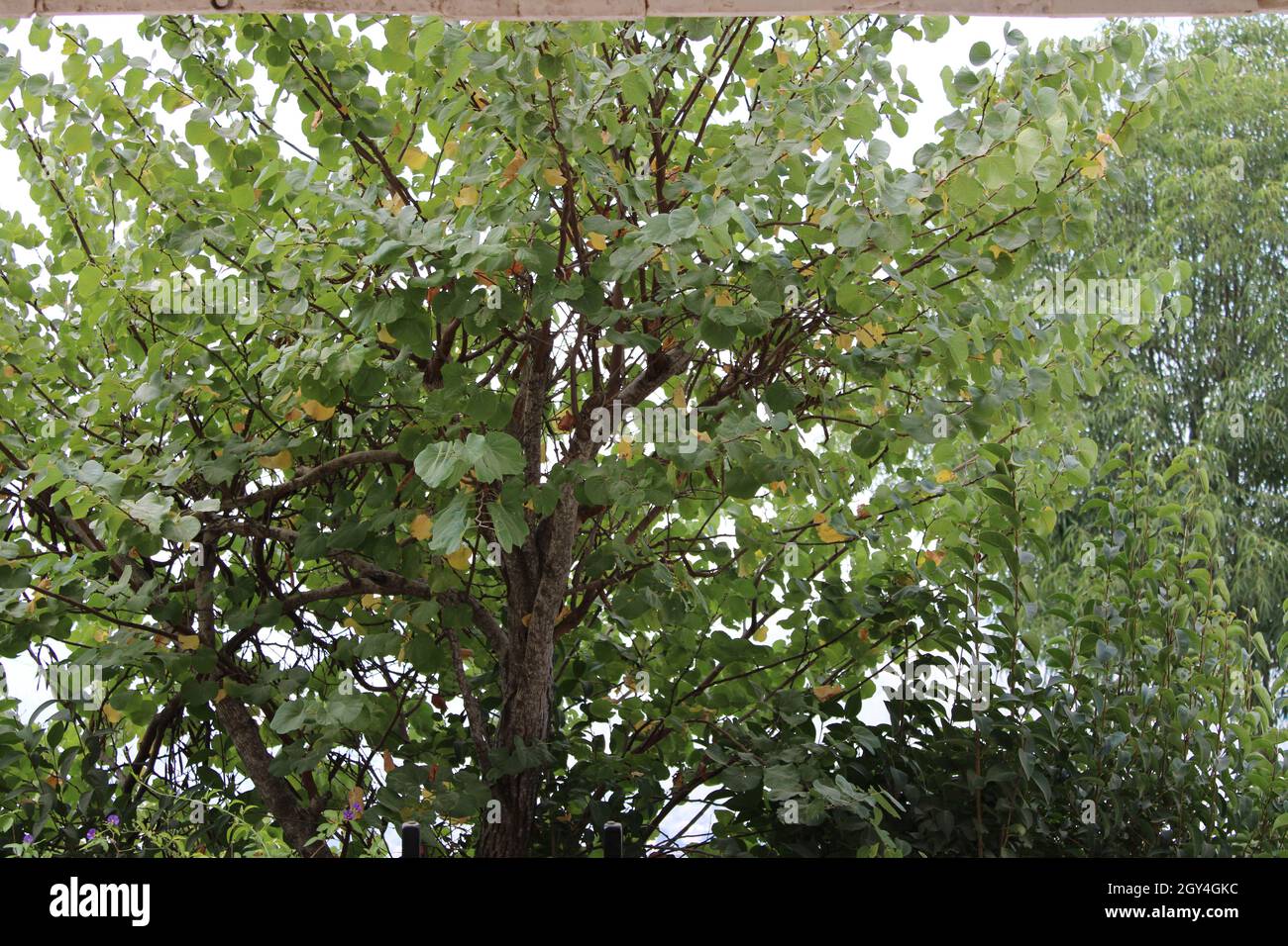 A tree in the layout of its branches Stock Photo - Alamy