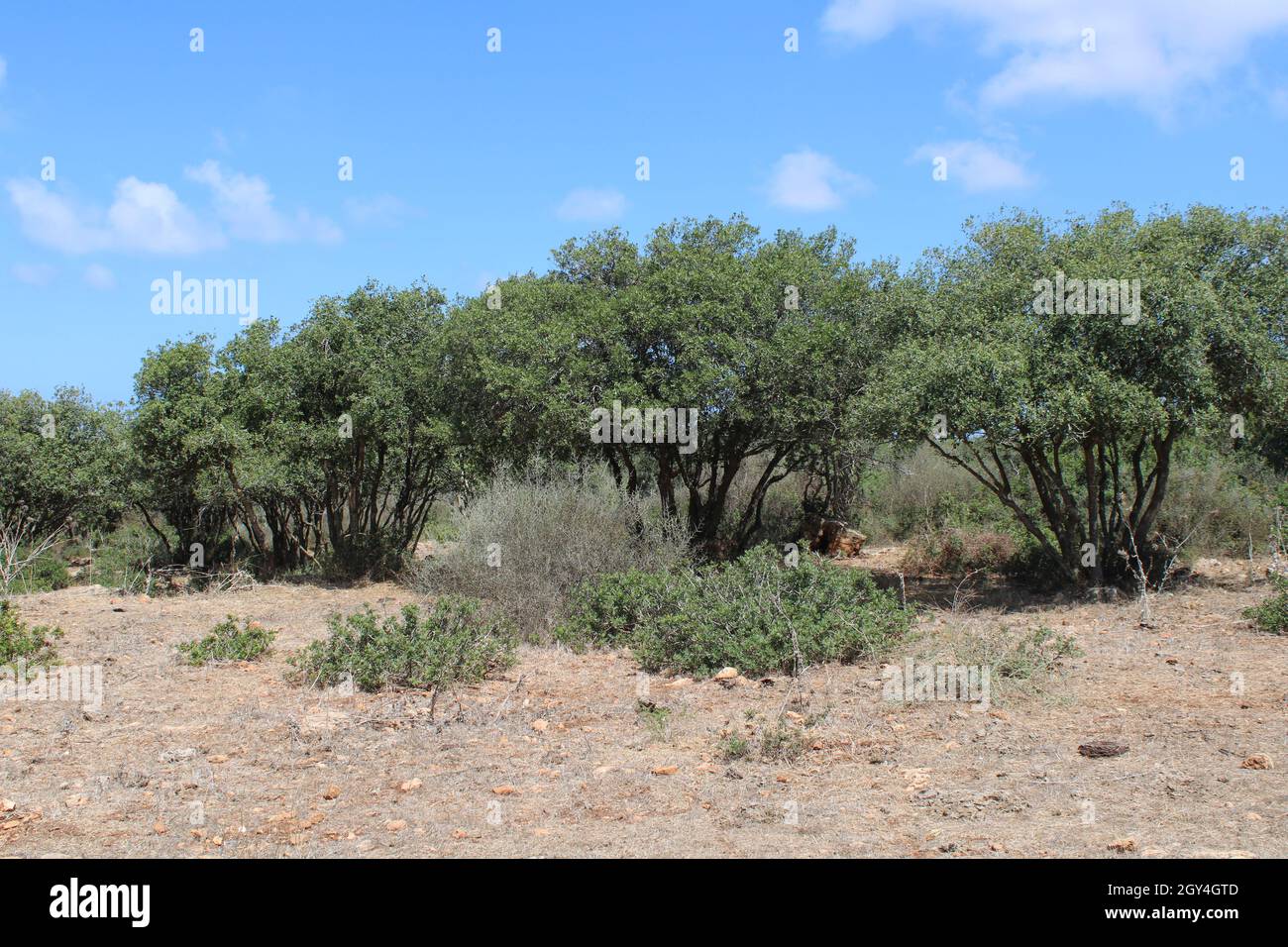 Real summer hi-res stock photography and images - Alamy