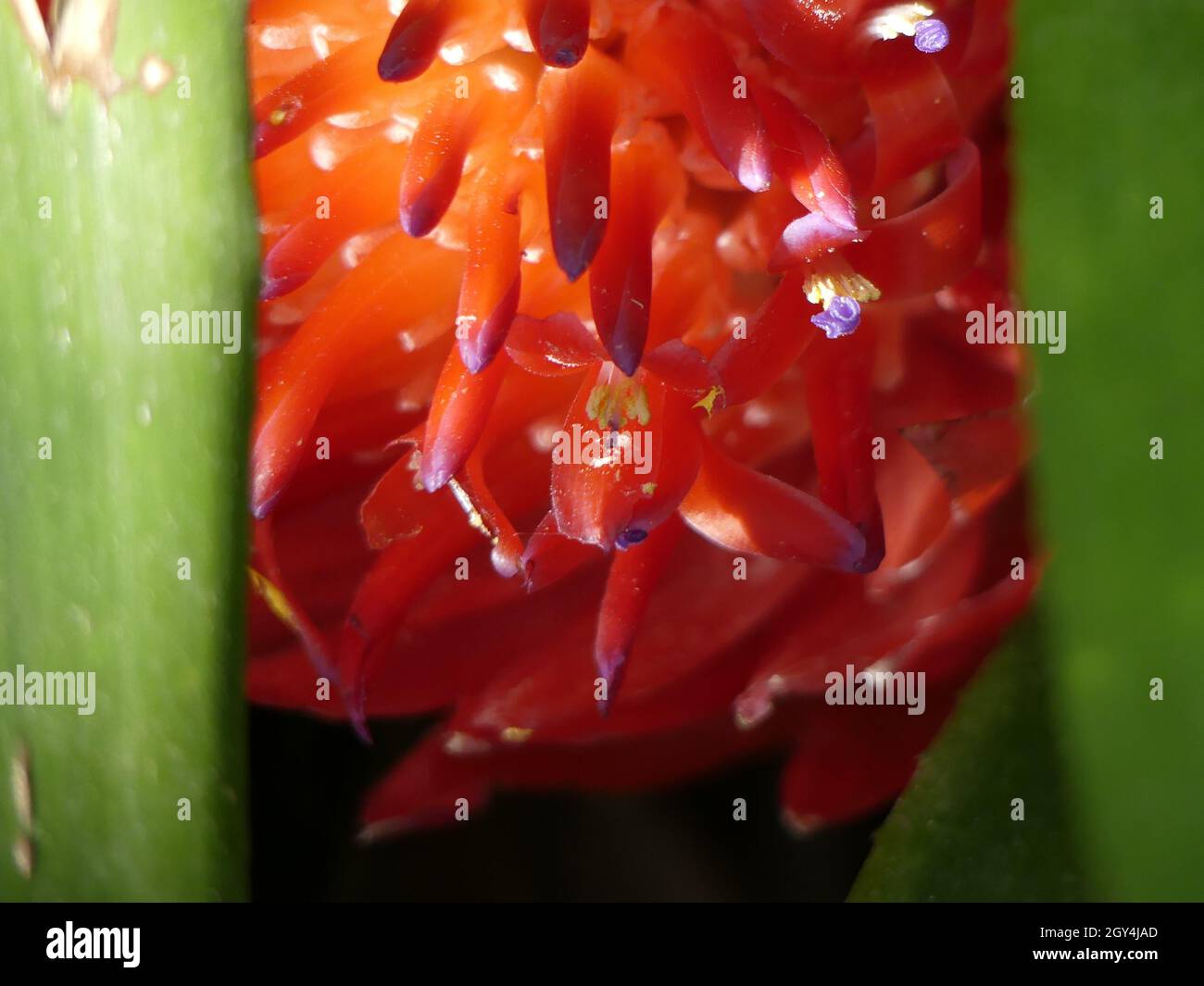 Red exotic flower in bloom Stock Photo - Alamy