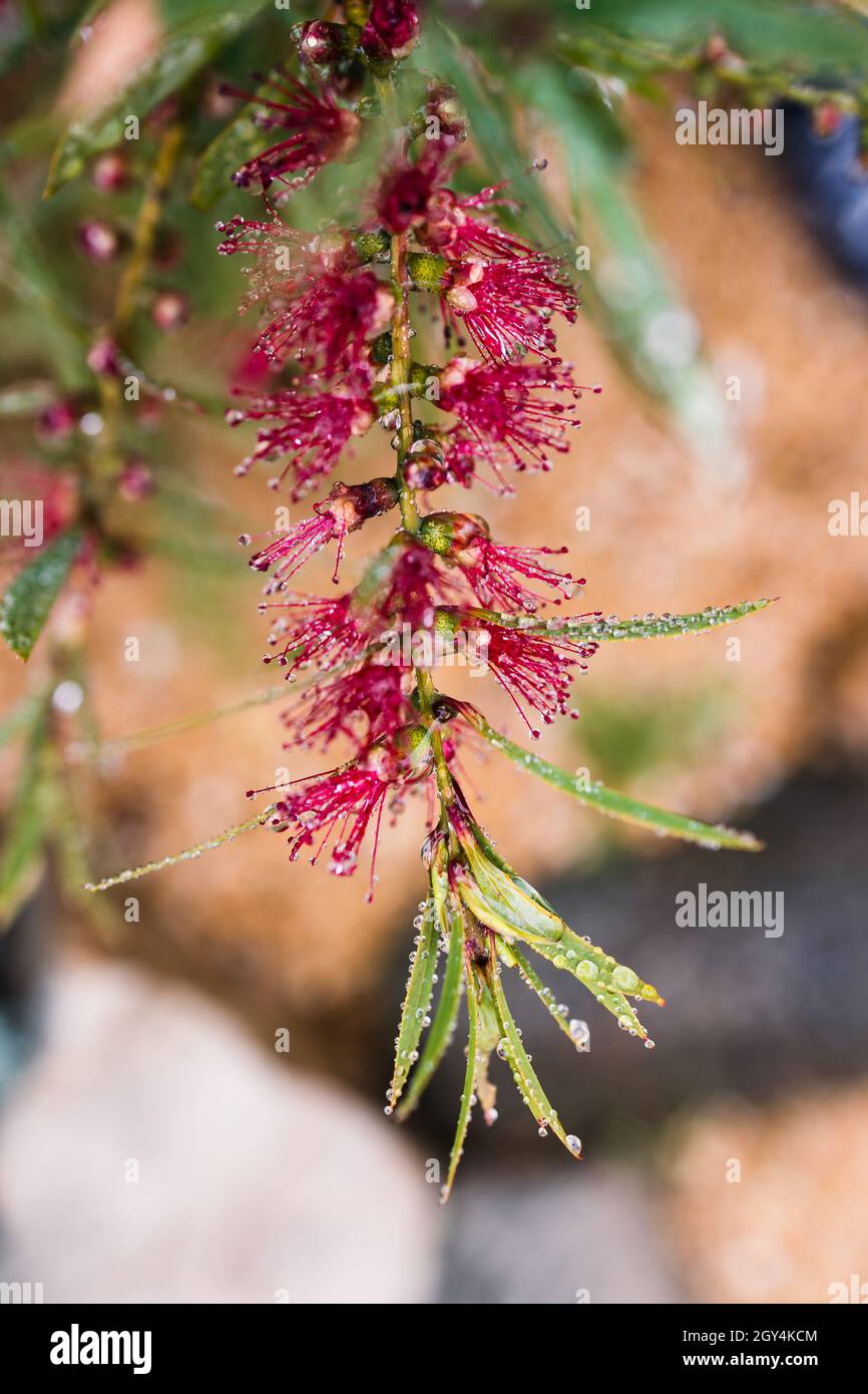 native Australian red bottlebrush callistemon plant with flowers ...