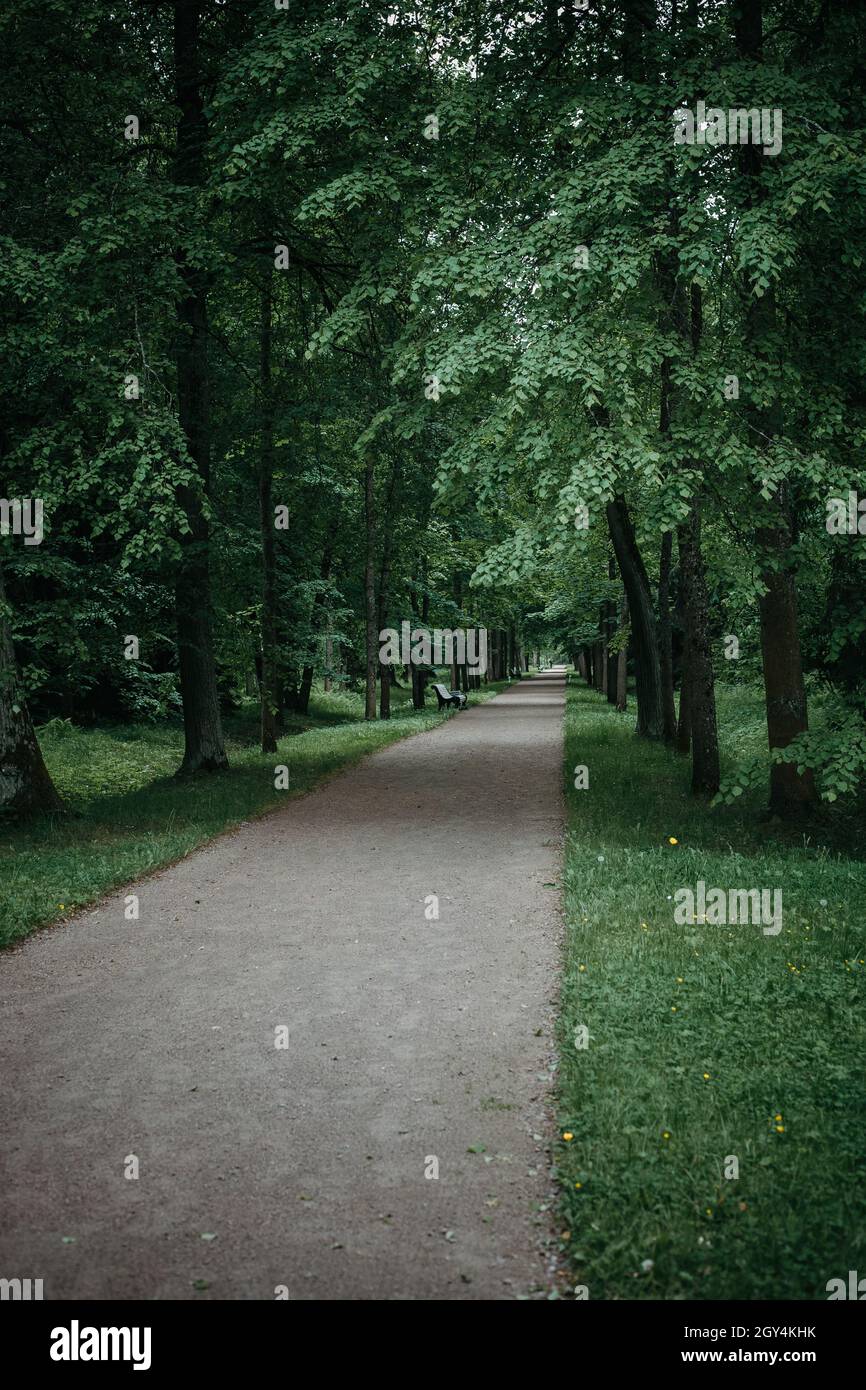 Desert road going into the distance among deciduous trees Stock Photo ...