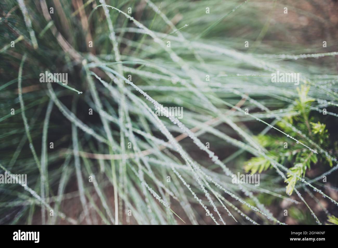native Australian poa grass with raindrops in beautiful tropical ...