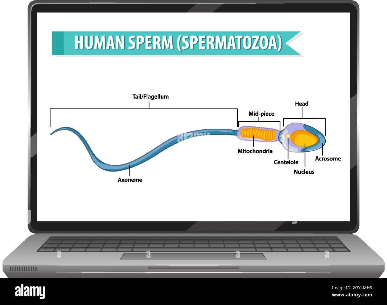 Drawing of human sperm hi-res stock photography and images - Alamy