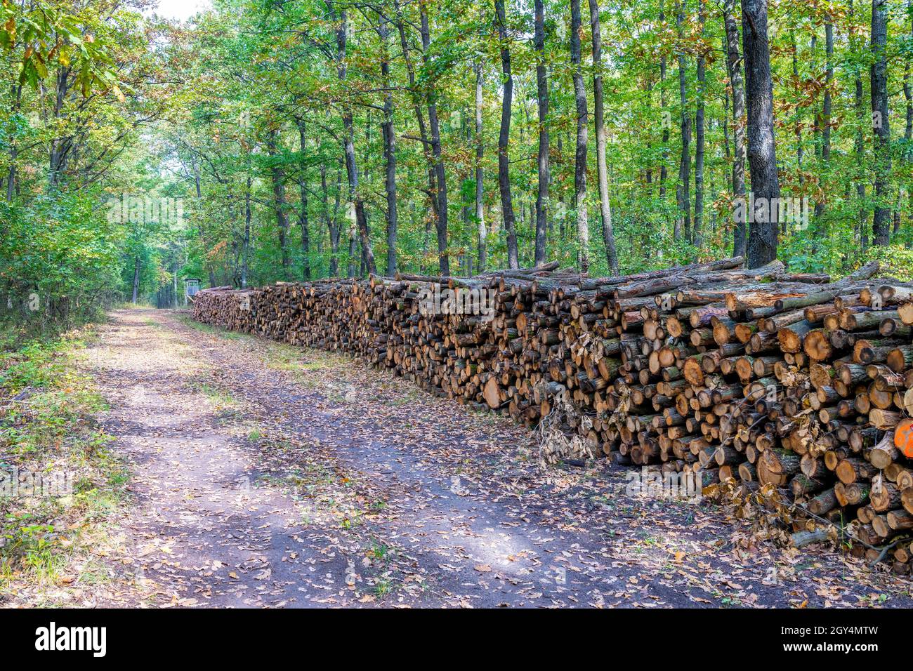 A big pile of wood in a forest road Stock Photo - Alamy
