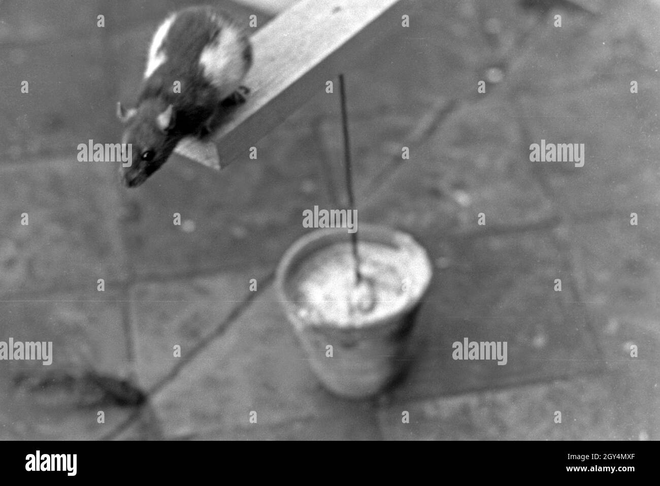 Rat experiment Black and White Stock Photos & Images - Alamy