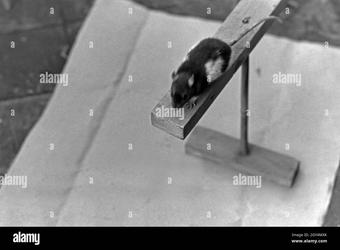 Rat experiment Black and White Stock Photos & Images - Alamy