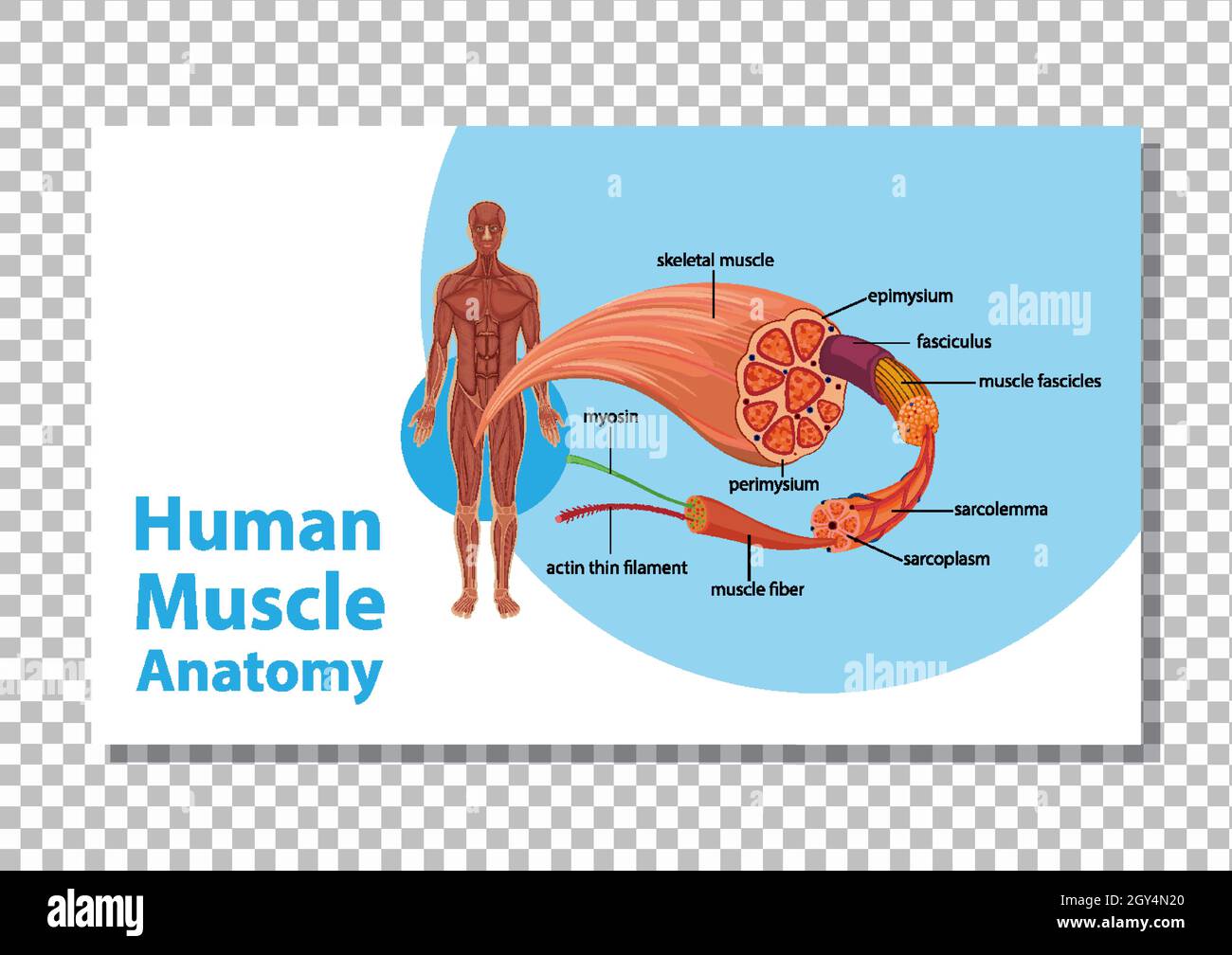 Human muscle anatomy with body anatomy illustration Stock Vector Image ...