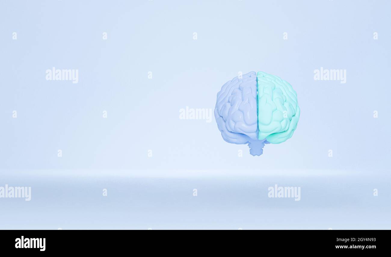 Minimal human brain left and right cerebral separate color isolated on ...
