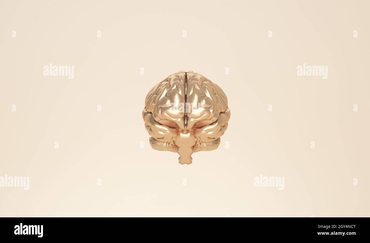 Minimal golden brain in front view on pastel background. Human brain ...