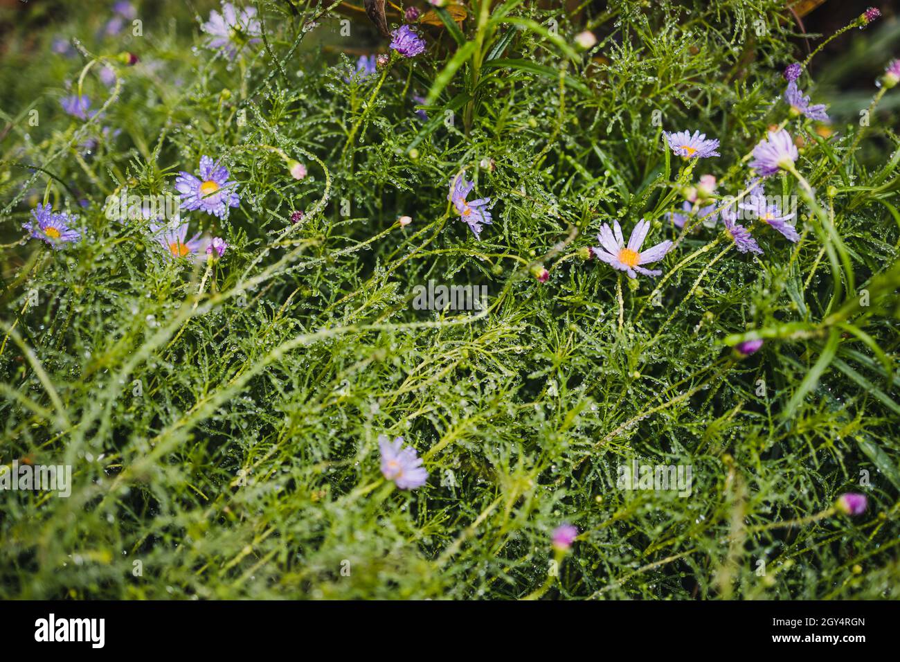 native Australian purple Brachyscome daisy plant outdoor in beautiful ...