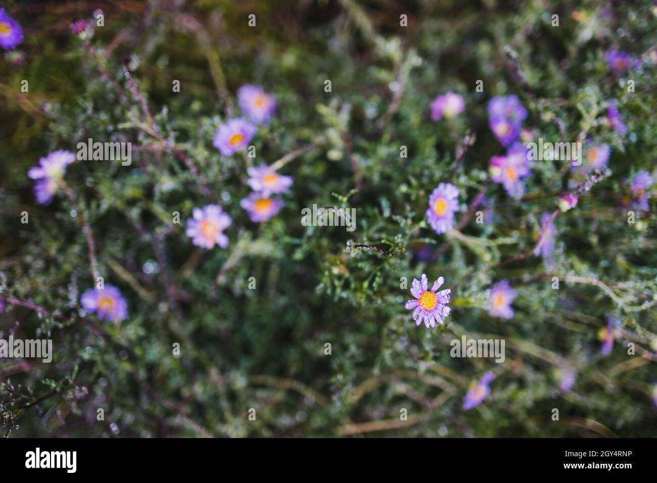 native Australian purple Brachyscome daisy plant outdoor in beautiful ...
