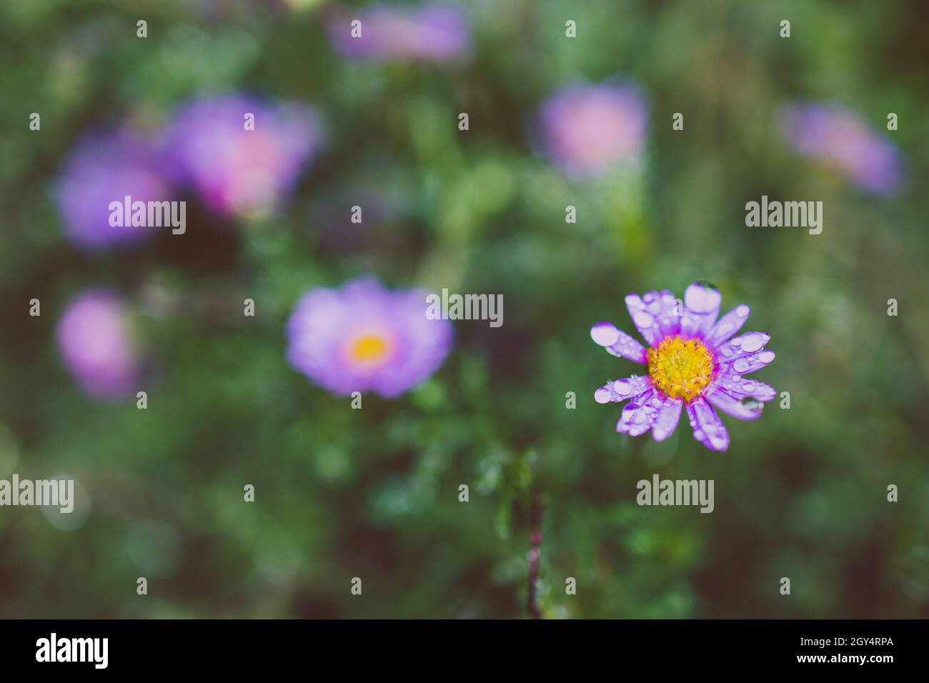 native Australian purple Brachyscome daisy plant outdoor in beautiful ...