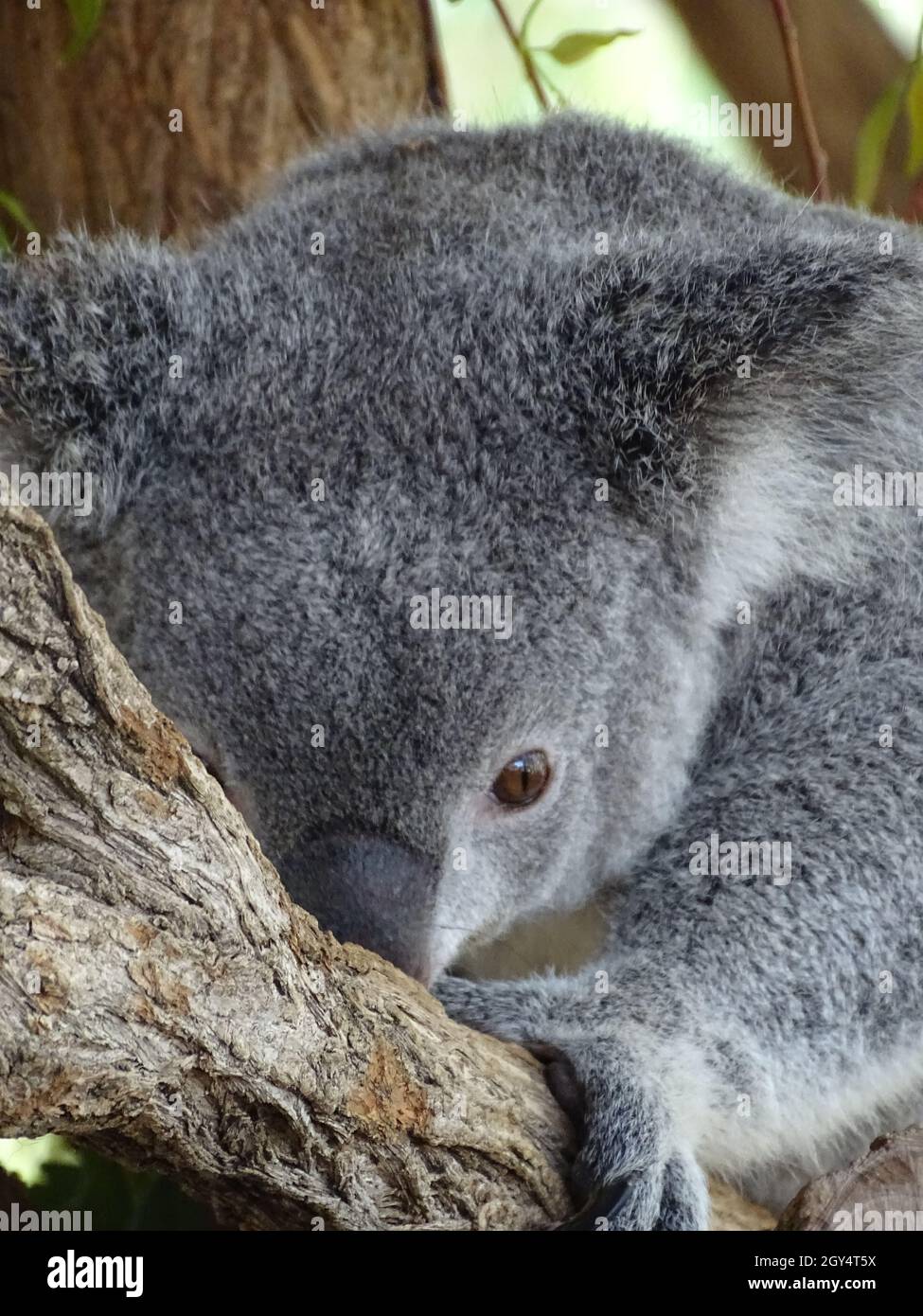 Closeup shot of a koala on a tree branch with head down Stock Photo - Alamy