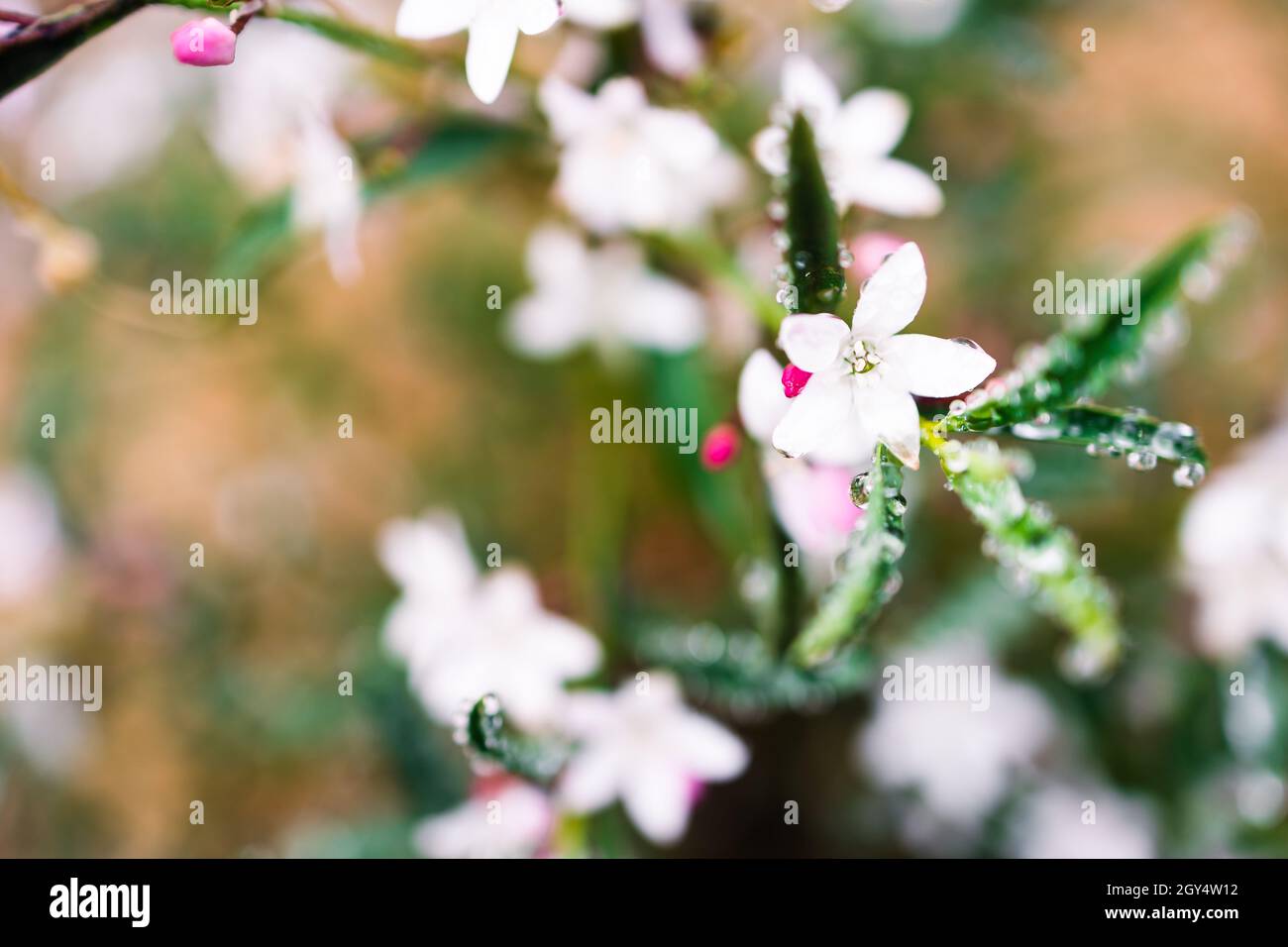 native Australian philotheca plant with tiny white flowers outdoor in ...