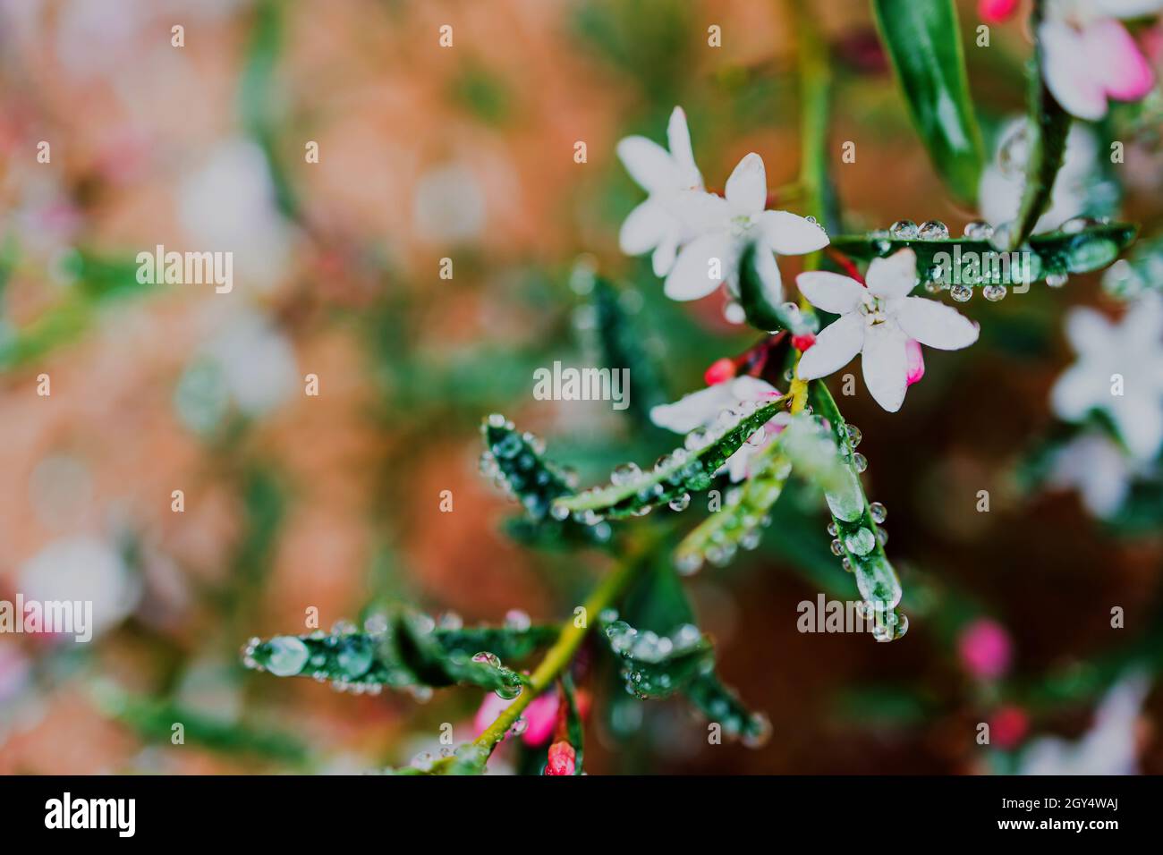 native Australian philotheca plant with tiny white flowers outdoor in ...