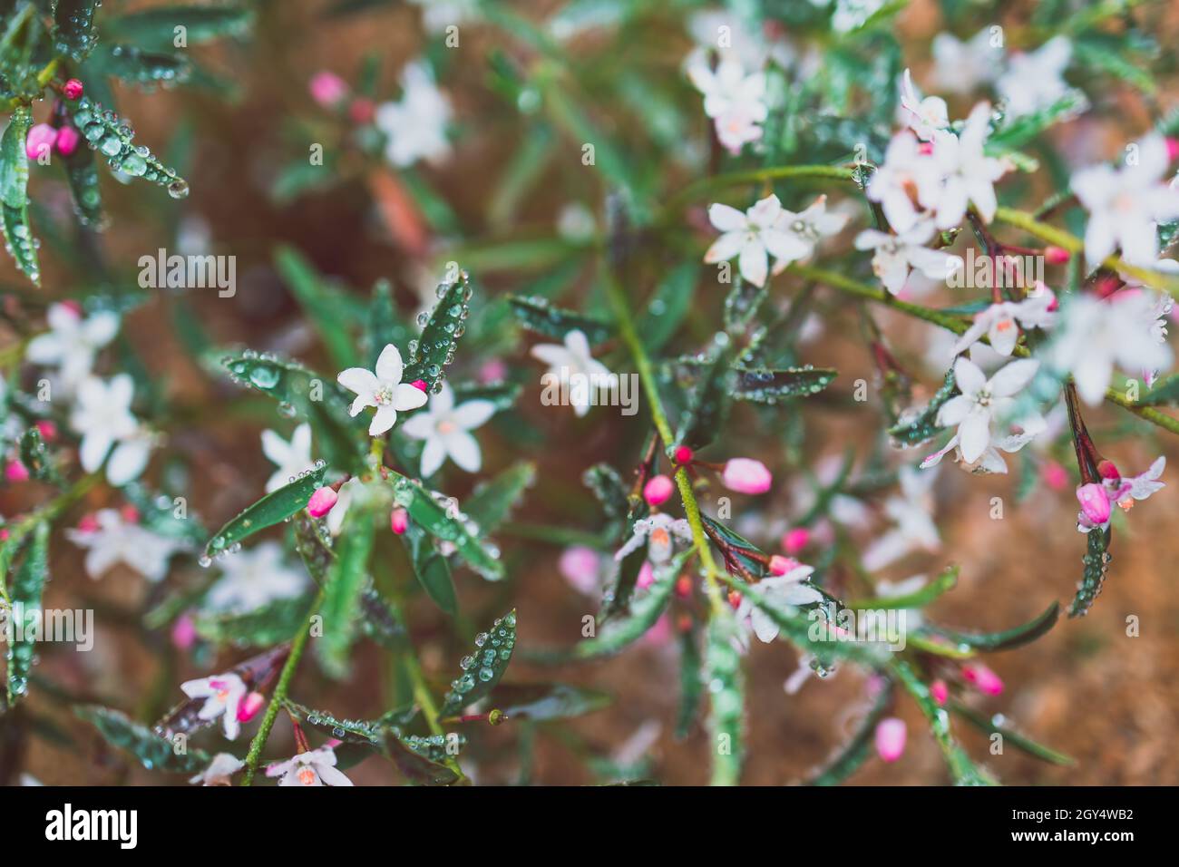 native Australian philotheca plant with tiny white flowers outdoor in ...
