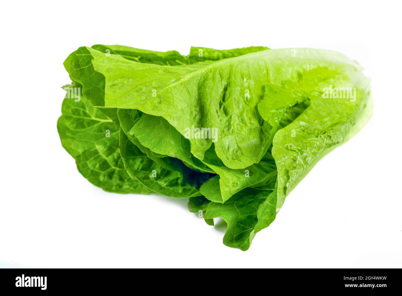 Fresh green Romaine Lettuce (Lactuca sativa) on isolated white background Stock Photo - Alamy