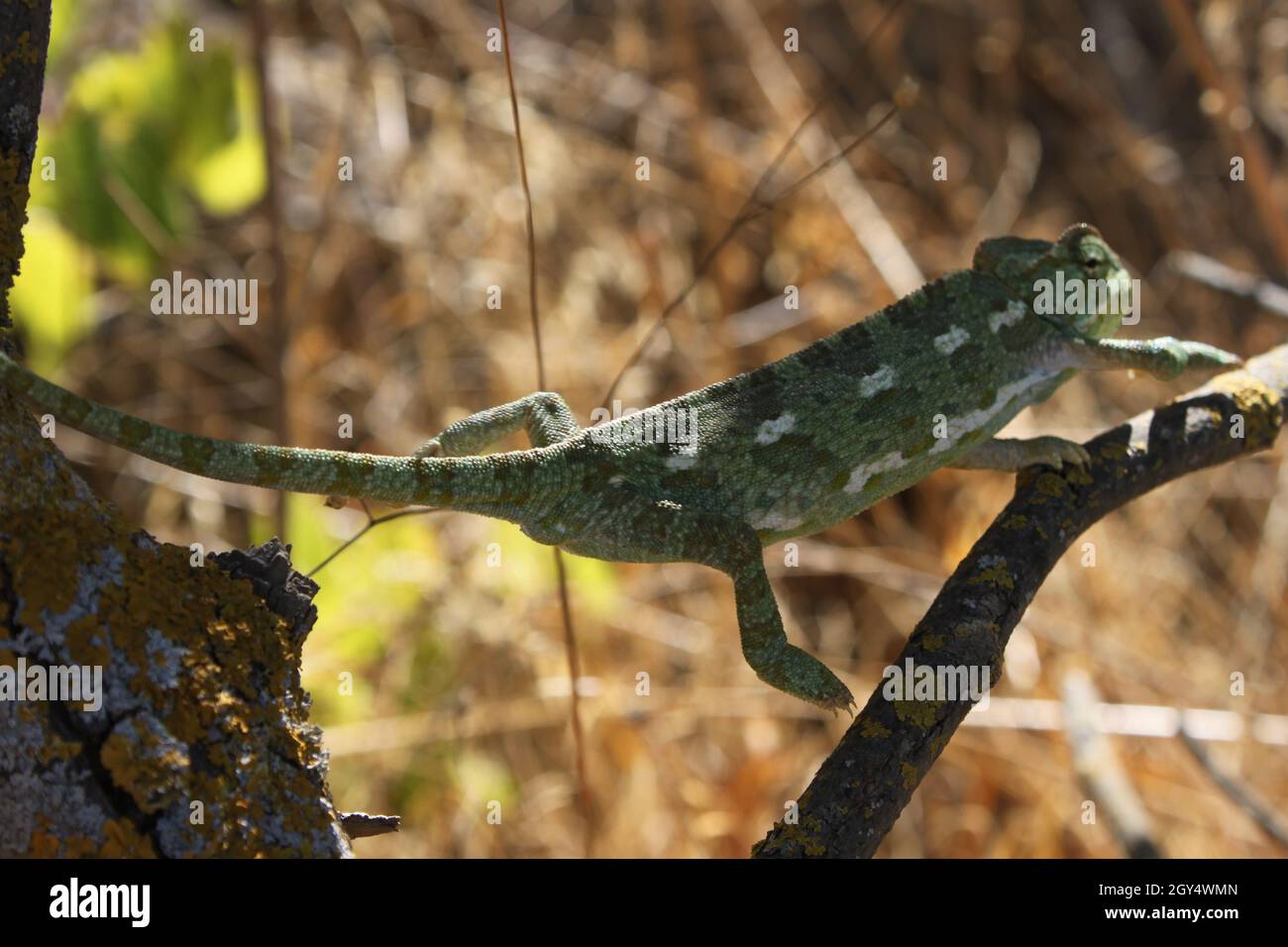 Camelion hi-res stock photography and images - Alamy