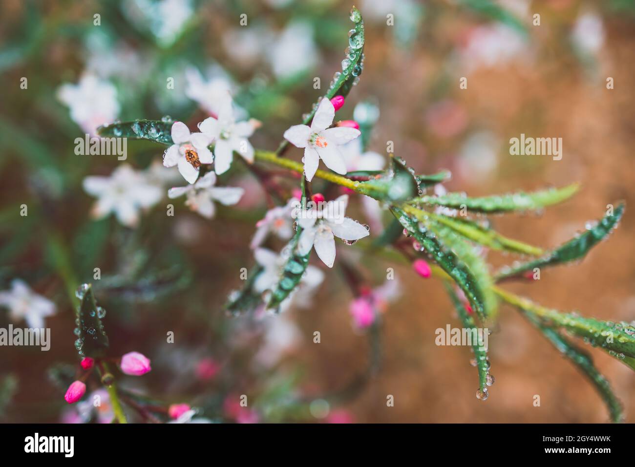 native Australian philotheca plant with tiny white flowers outdoor in ...