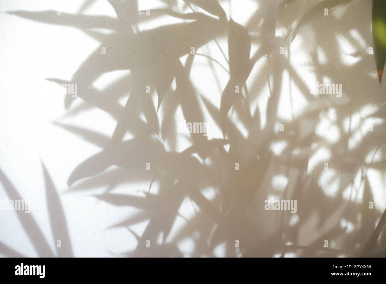 Natural bamboo shadow on white cloth background. Leaf silhouette Stock ...