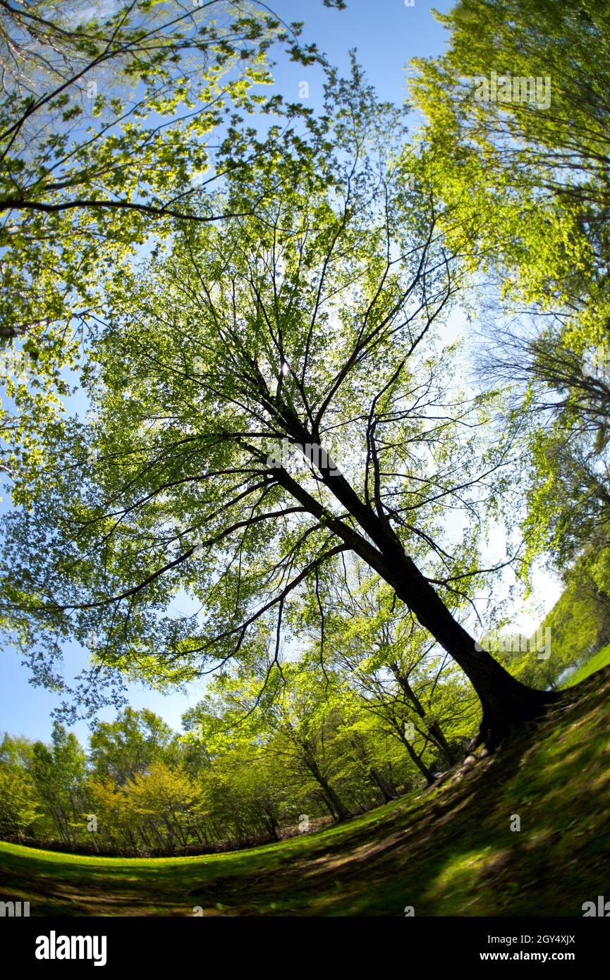 Green forest in the morning. Picture of a tilted tree taken in a park ...