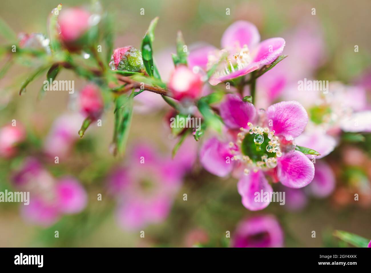 native Australian pink tea tree plant with pink flowers outdoor in ...