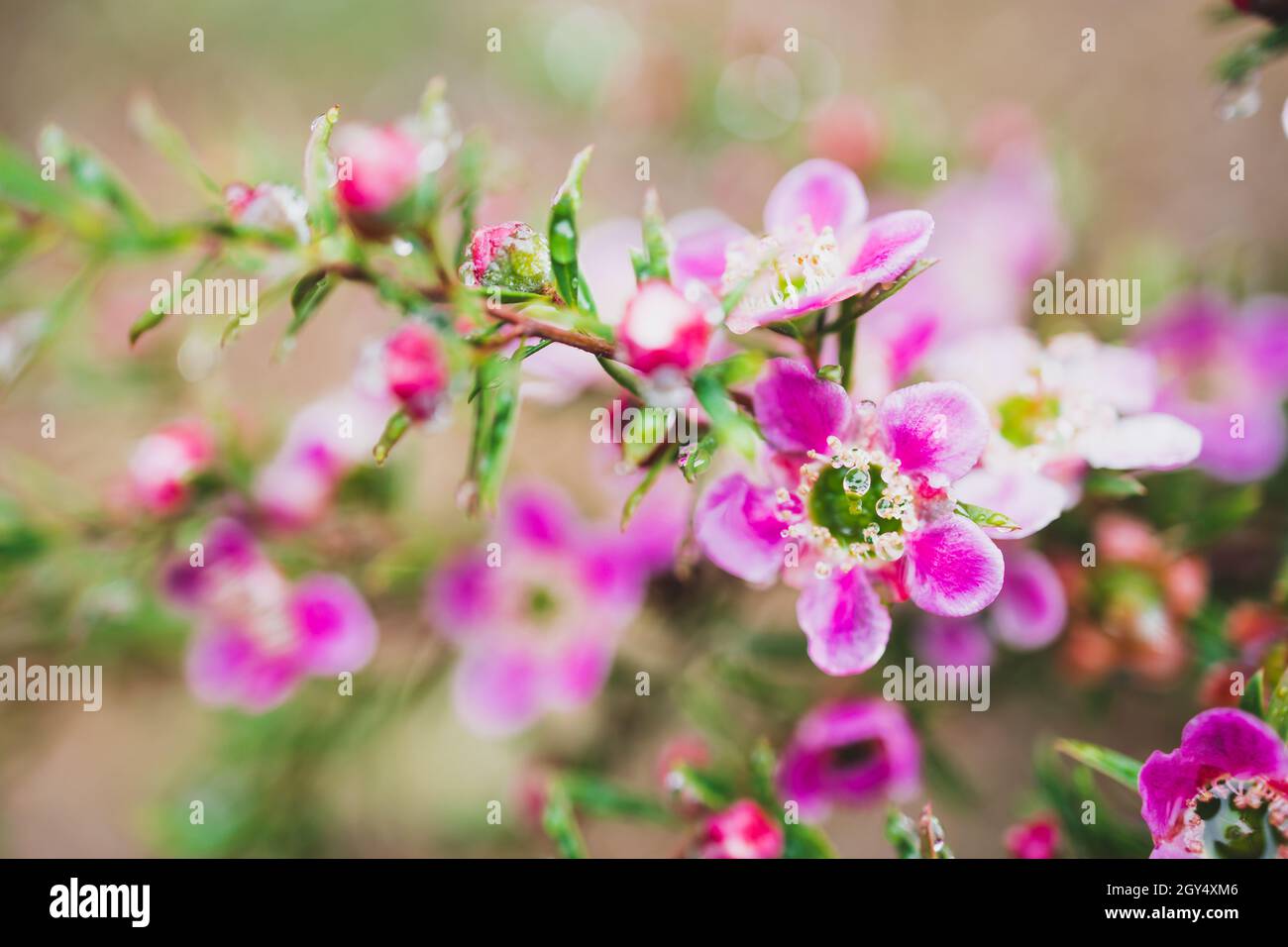 native Australian pink tea tree plant with pink flowers outdoor in ...