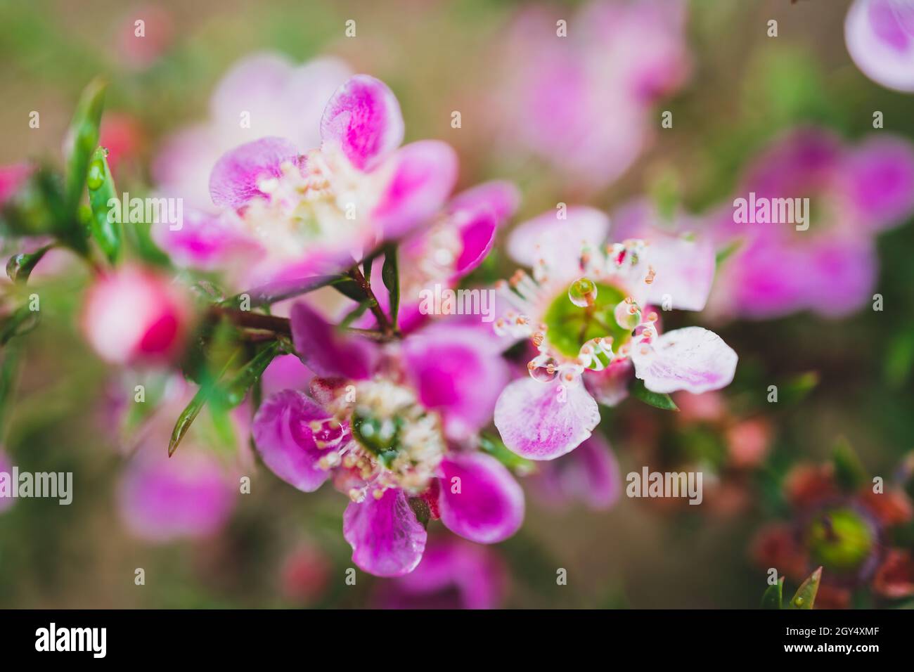 native Australian pink tea tree plant with pink flowers outdoor in ...